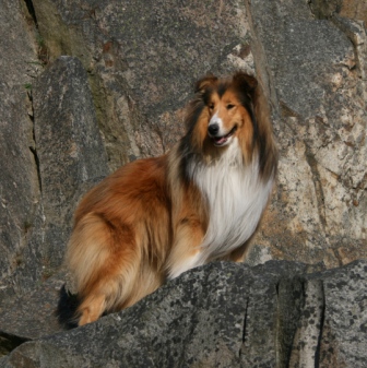 Köpa Collie – Svenska Collieklubben